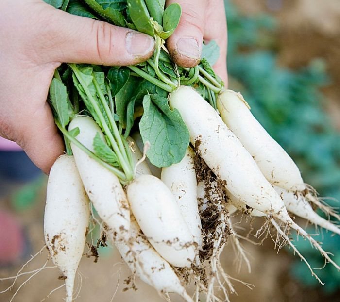 Japanski daikon za moćan detoks: kako duga bela rotkva čisti organizam ...