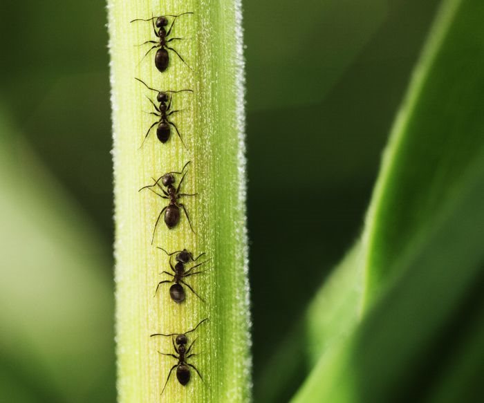 Saveti za negu biljaka u domu prirodnim sredstvima: ekološki načini za ...