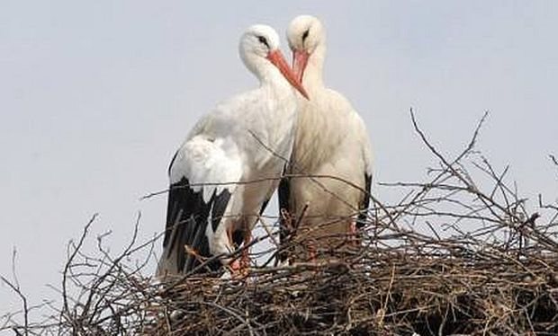 Čarobna priča o dve zaljubljene rode: Klepetan se vratio u gnezdo kod ...