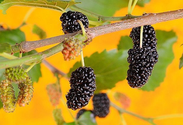 Na ovo voće su mnogi zaboravili, a jača imunitet, sprečava rak i leči ...