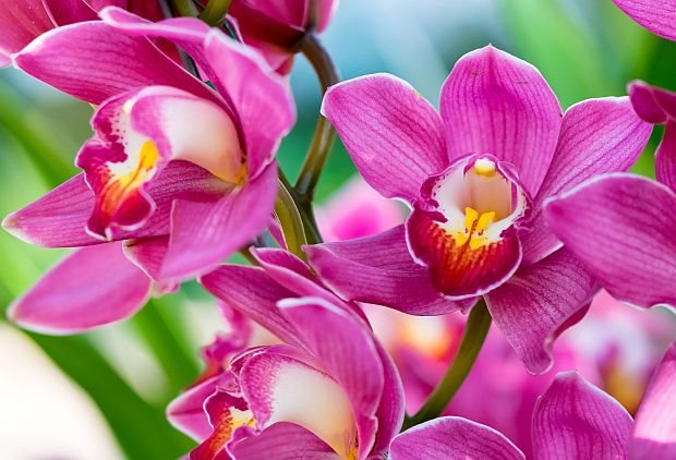 Cveće koje privlači sreću u ljubavi: 6 saveta za negovanje romantičnih ...