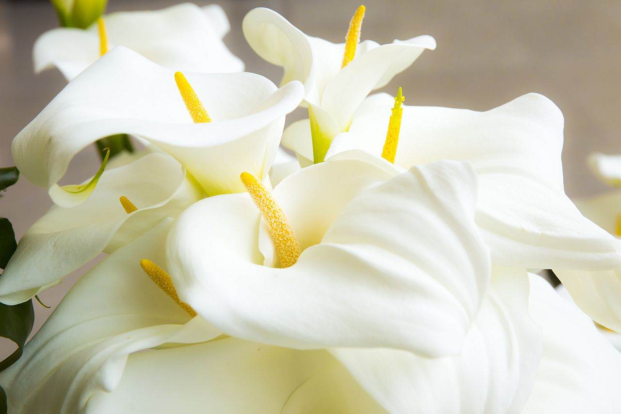 Koja je simbolika cveta kala | Sensa