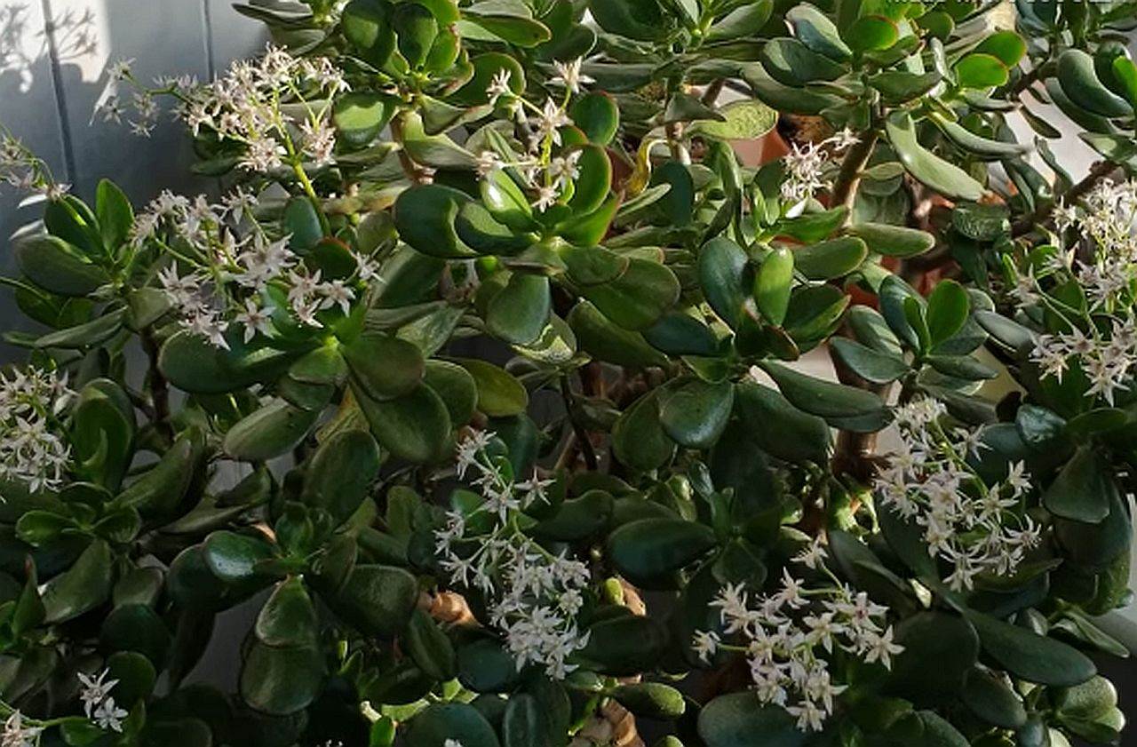 Kako prihraniti krasulu drvo novca da raste i cveta | Sensa