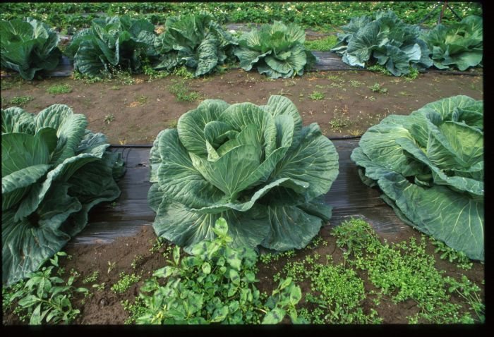 Recept za čaj od komposta za džinovski rast povrća (VIDEO) | Sensa