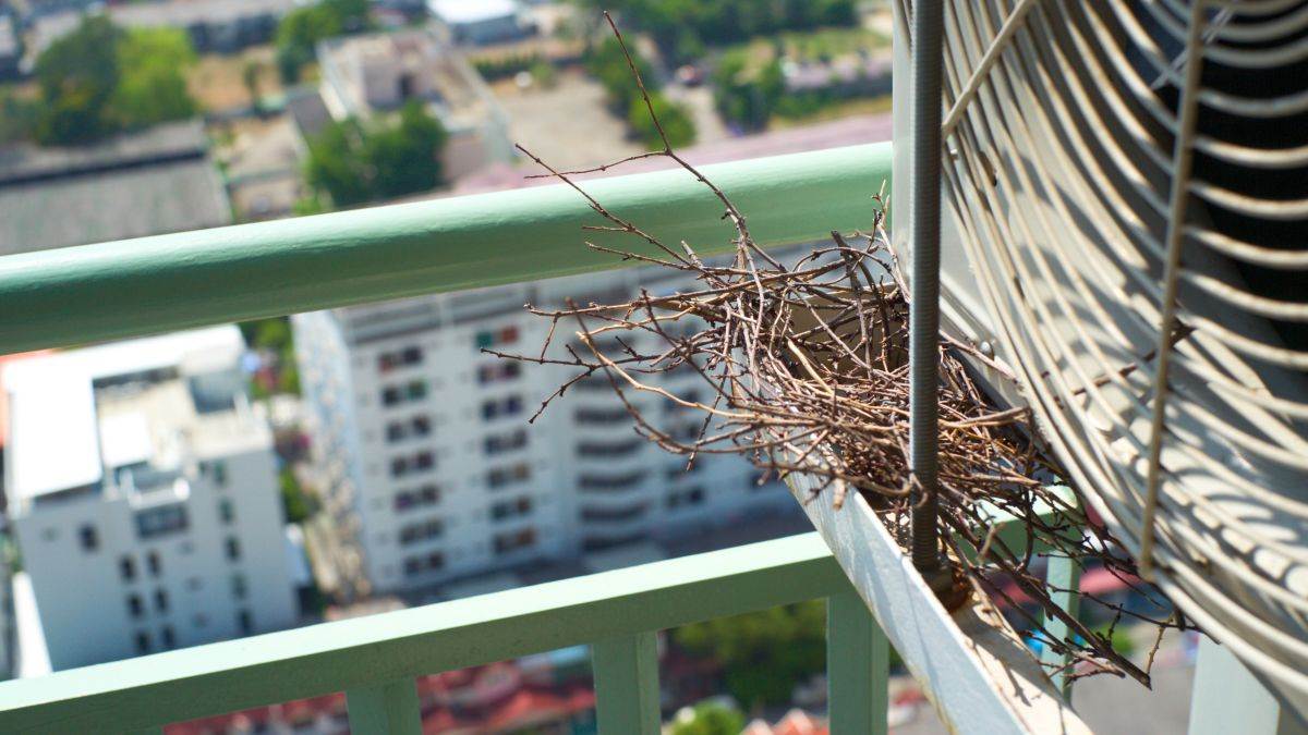 Ako srušite gnezdo laste prizivate nesreću | Sensa