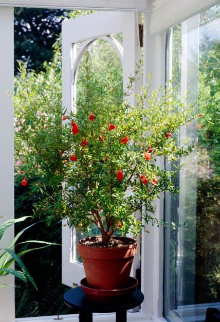 Drvo napretka i plodnosti: kako da gajite nar u svojoj kući | Sensa